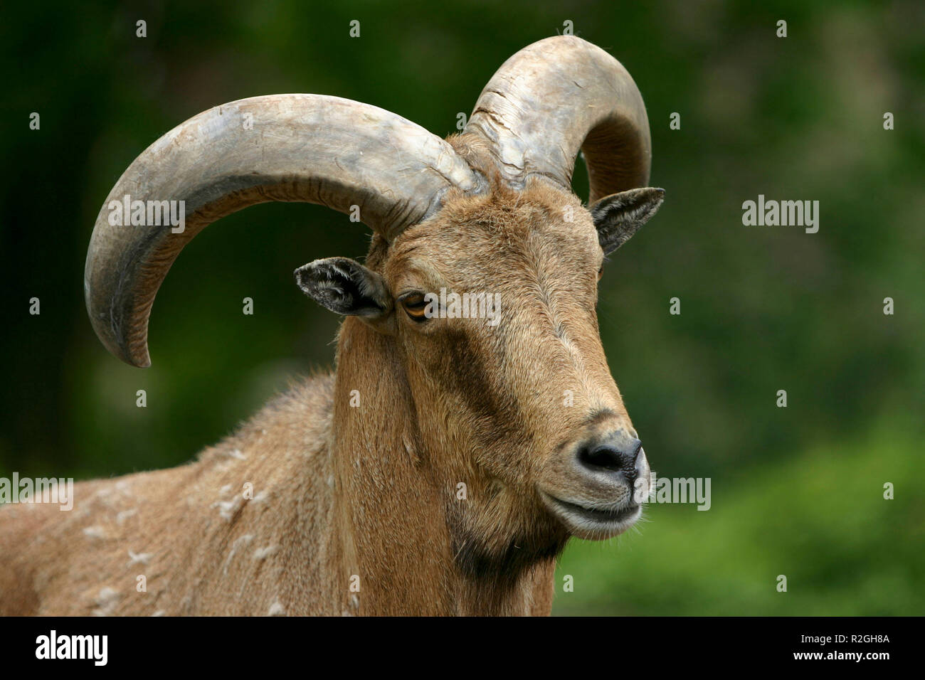 Sheep with mane hi-res stock photography and images - Alamy