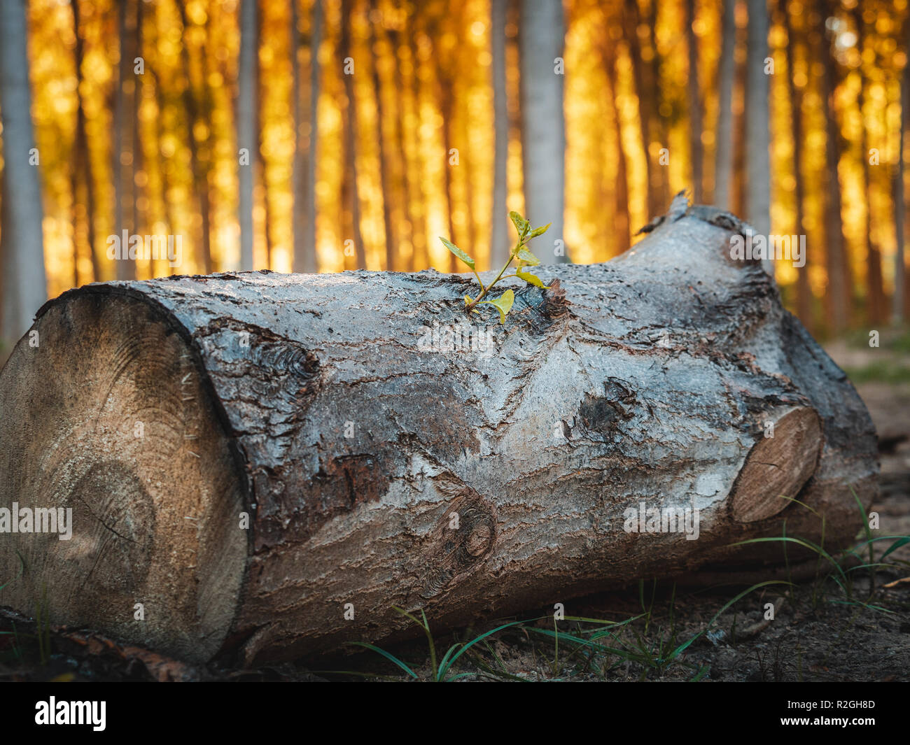 Cut tree sprout hi-res stock photography and images - Alamy