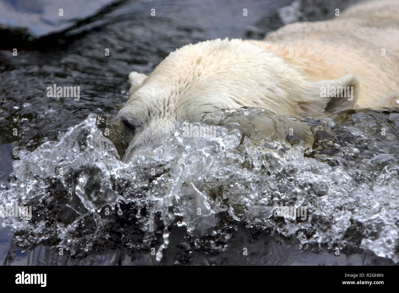 floating polar bear Stock Photo - Alamy