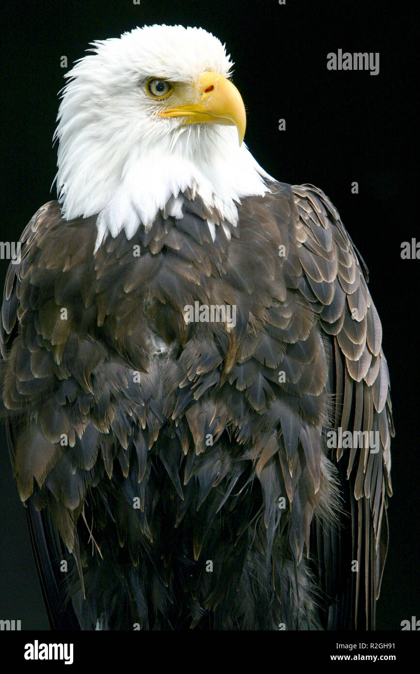 Weiskopf eagle hi-res stock photography and images - Alamy