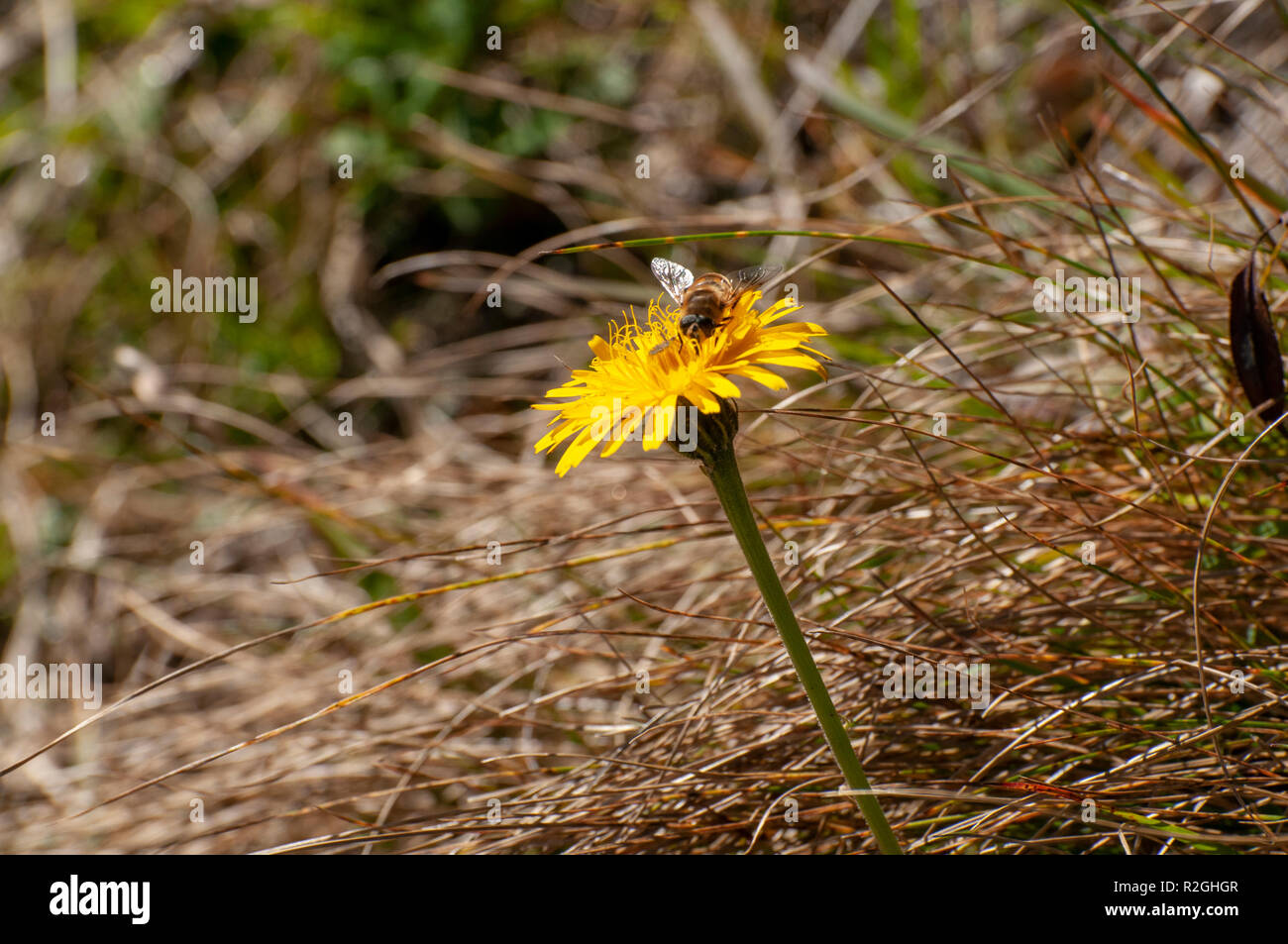 Bee on an Aposeris foetida, Alpine yellow wildflower from the daisy ...