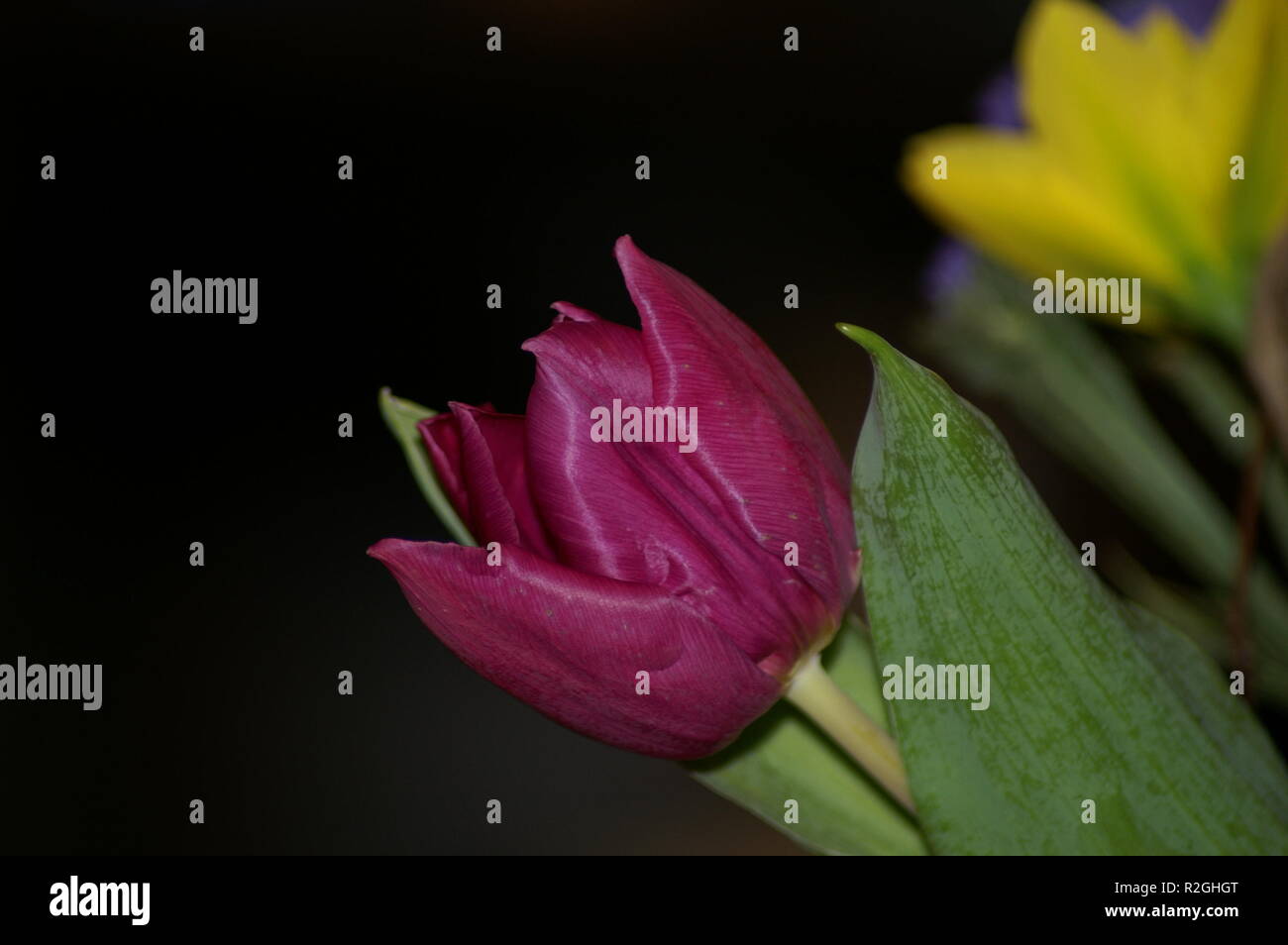 Flower 005 hi-res stock photography and images - Alamy