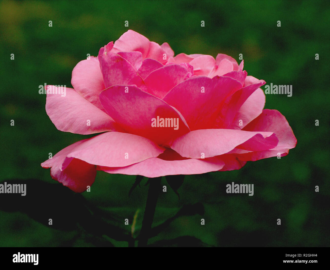 Rosenstengel hi-res stock photography and images - Alamy
