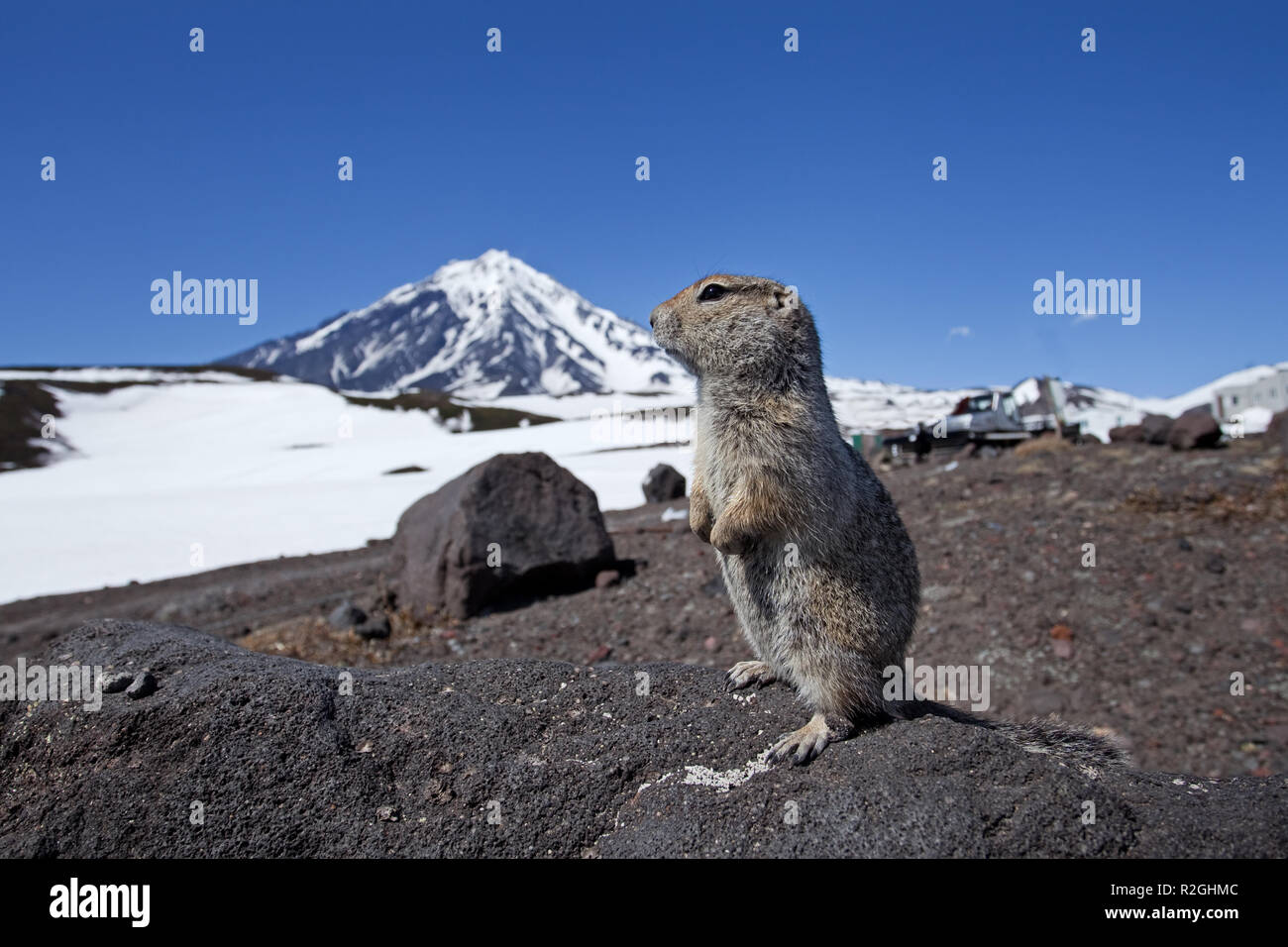 ground squirrel, russia, Kamchatka Peninsula Stock Photo - Alamy
