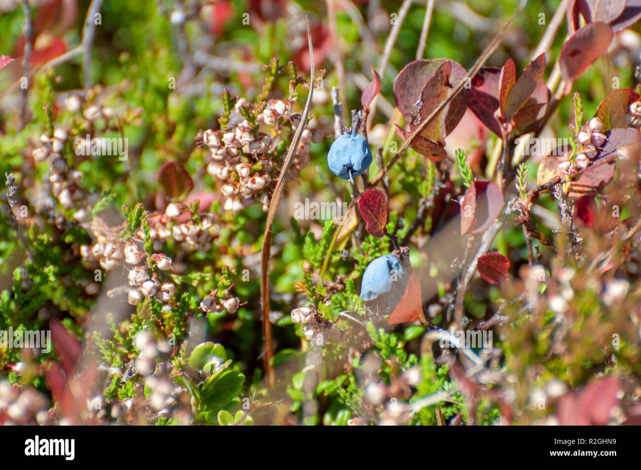 Alpine blueberries hi-res stock photography and images - Alamy