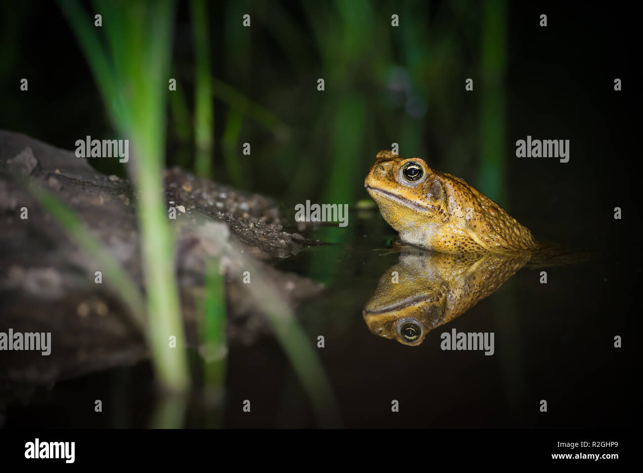 A cane toad in the rainforest near Kuranda, Queensland. Native to ...