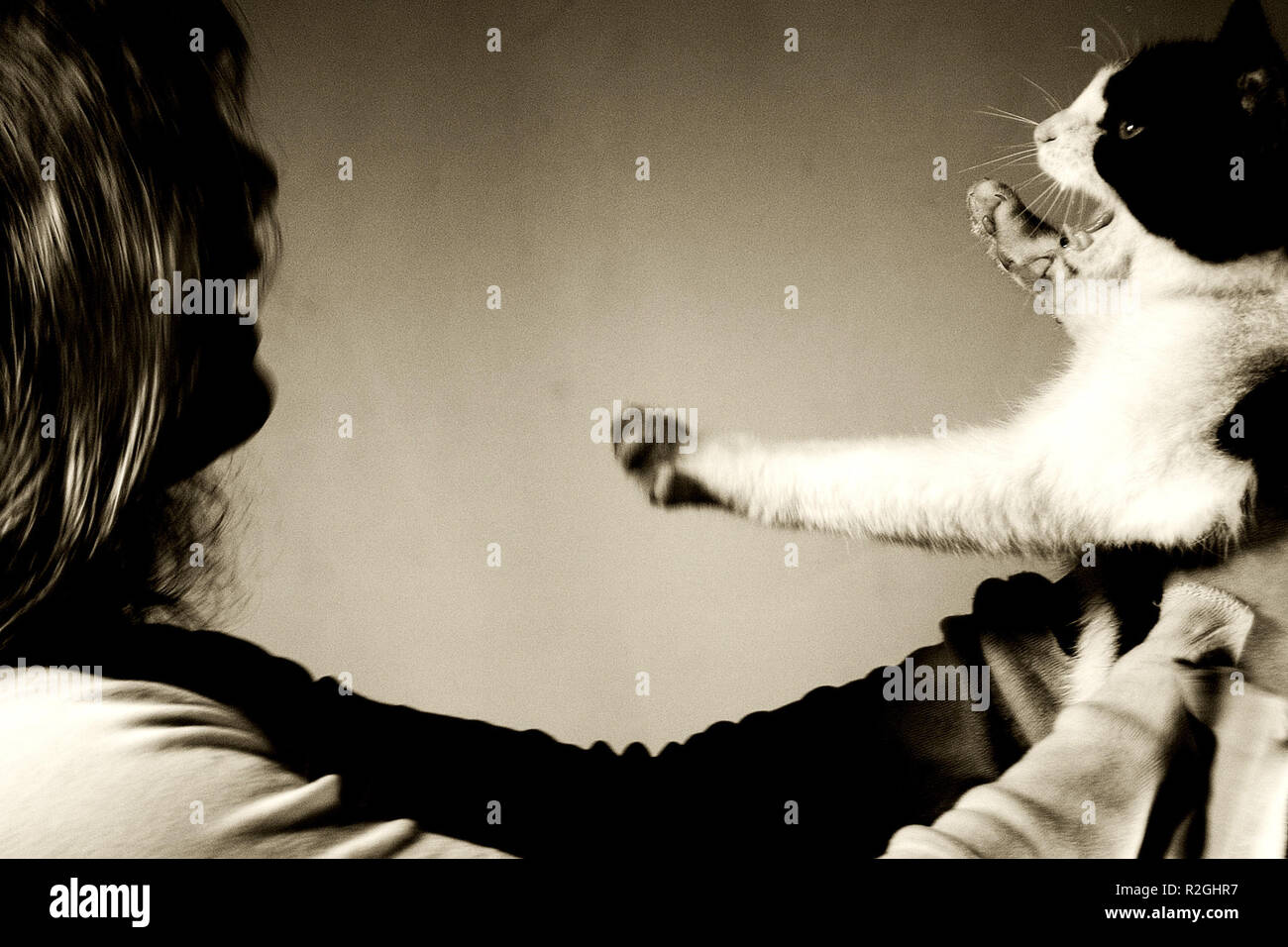 Catfight hi-res stock photography and images - Alamy