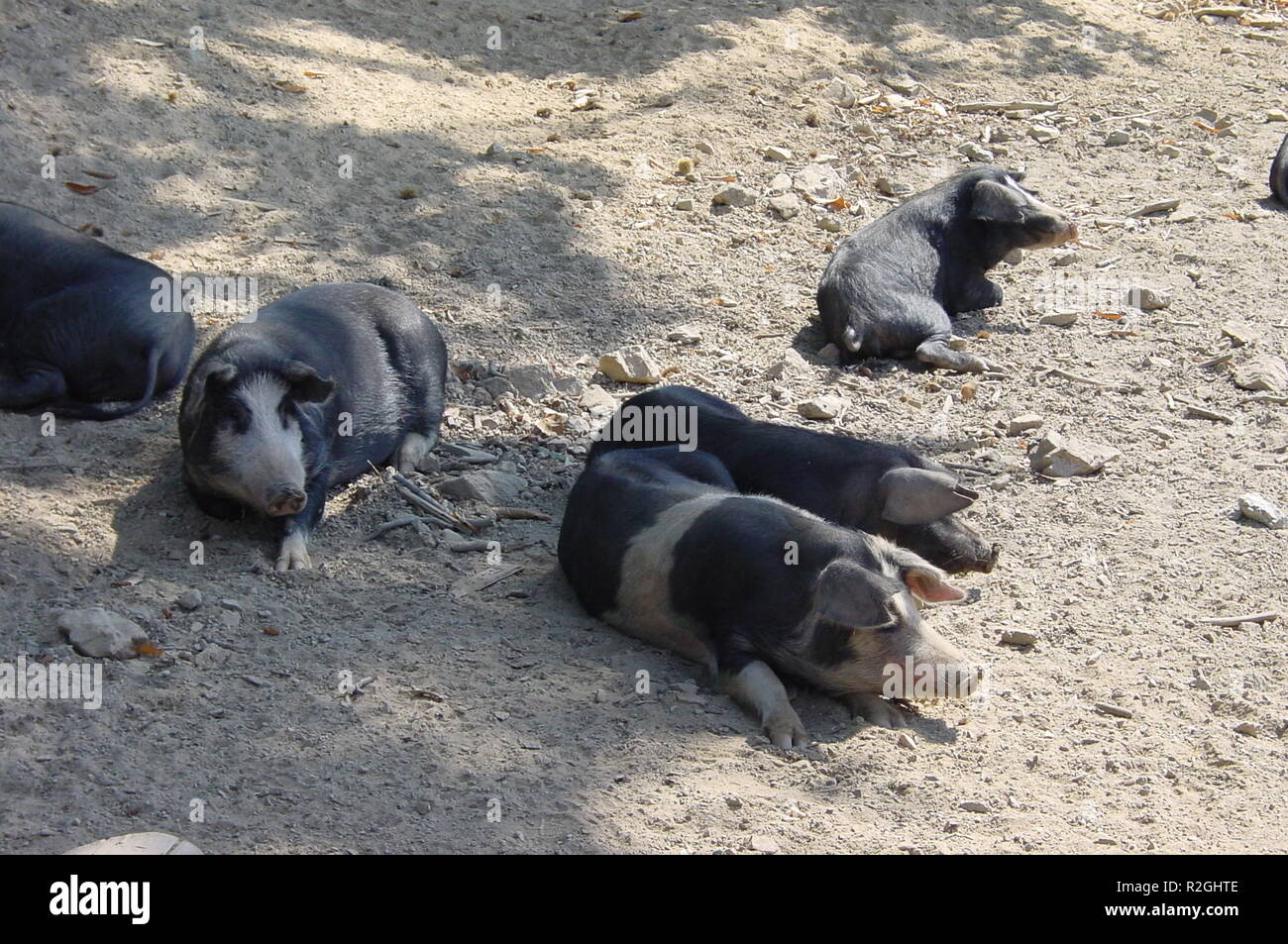 wild boars in corsica Stock Photo - Alamy