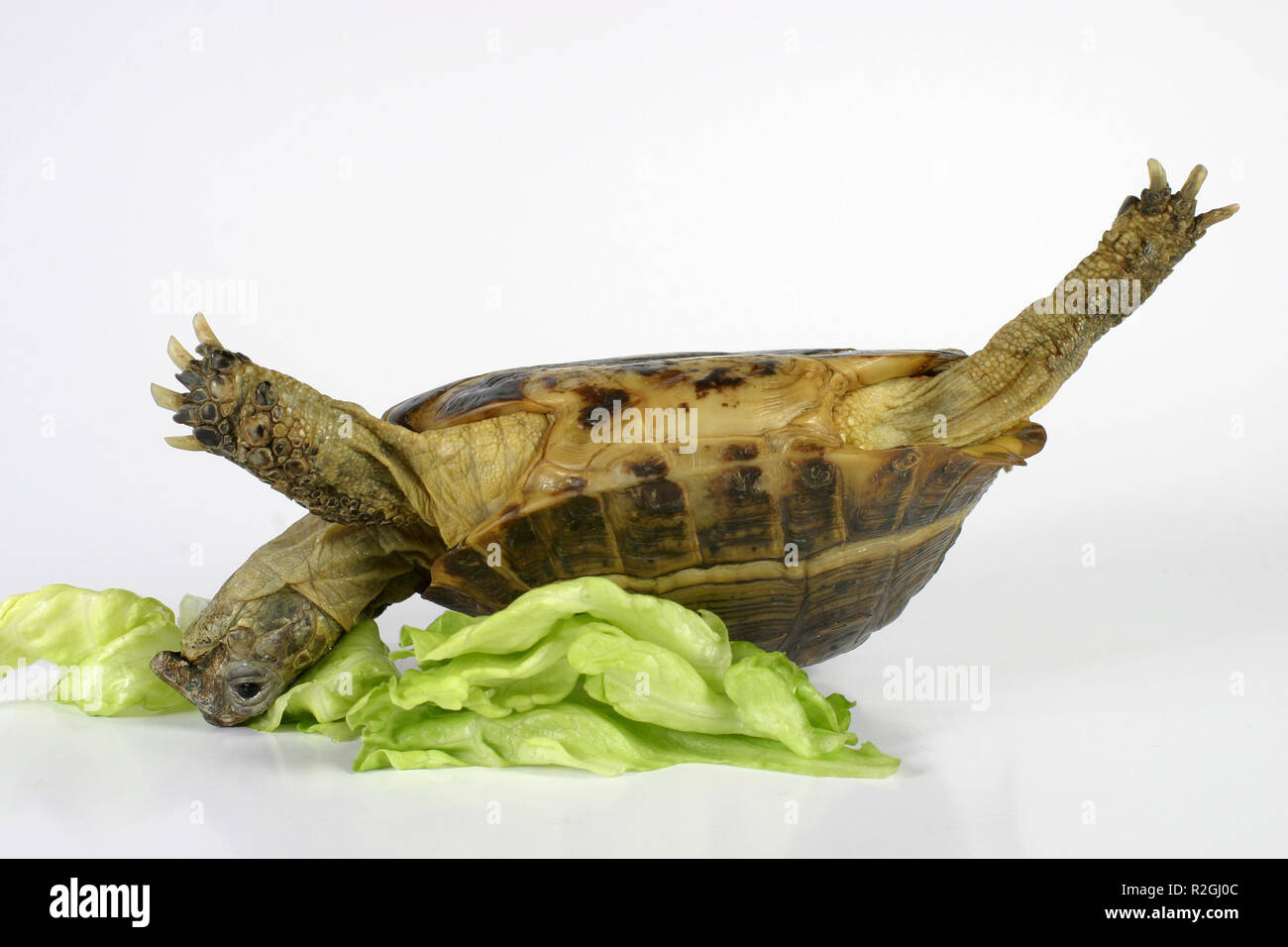 Helpless turtle hi-res stock photography and images - Alamy