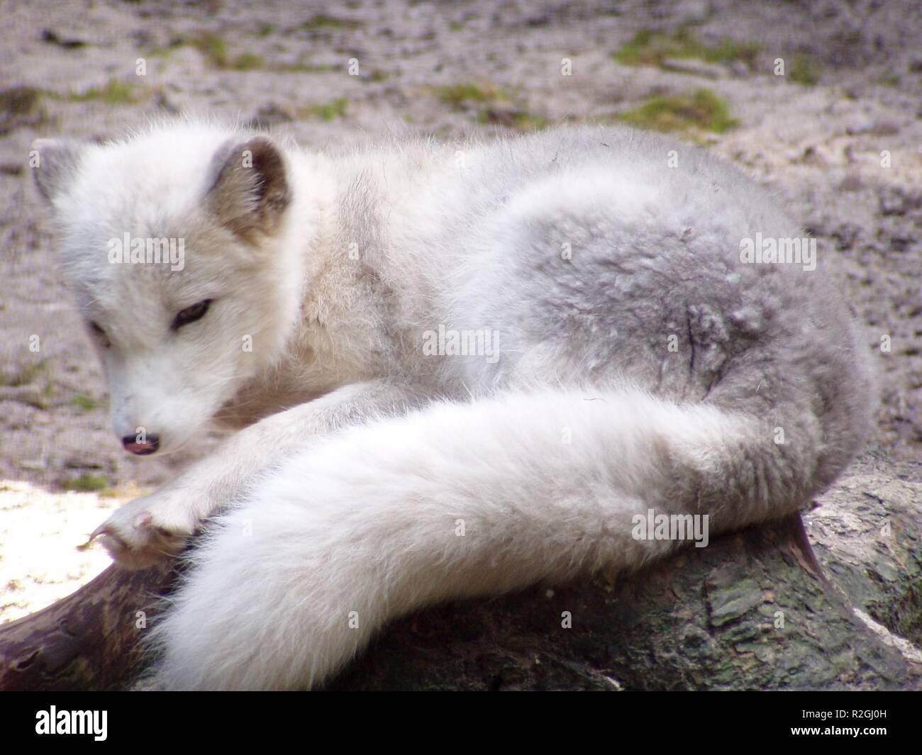 Fox sleep hi-res stock photography and images - Alamy