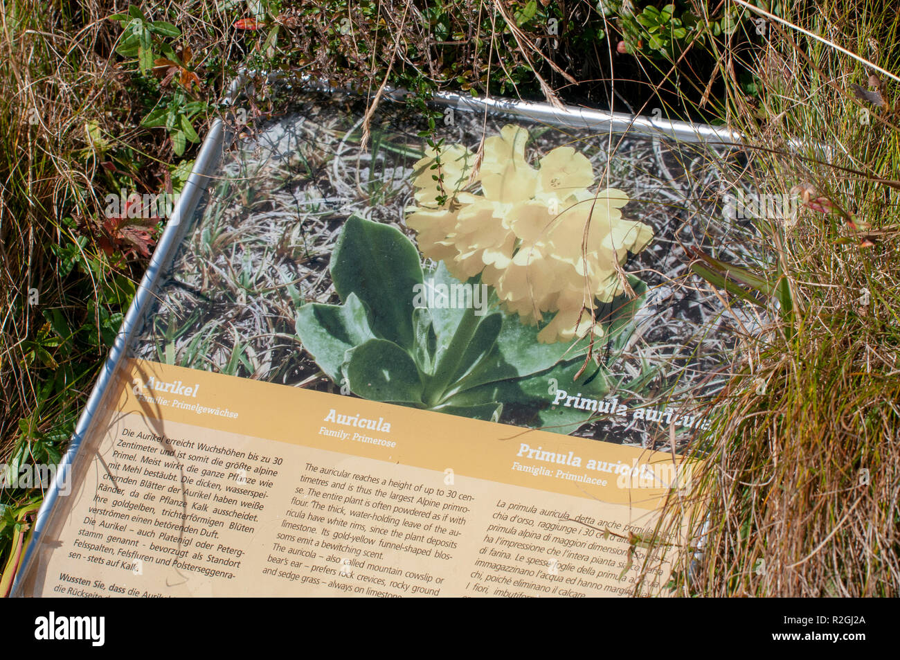 Primula auricula, often known as auricula, mountain cowslip or bear's ...