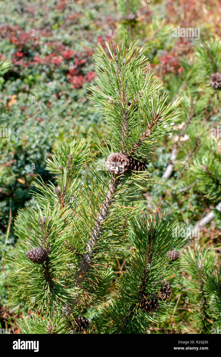 Swiss mountain pine (Pinus mugo) known as creeping pine, dwarf ...