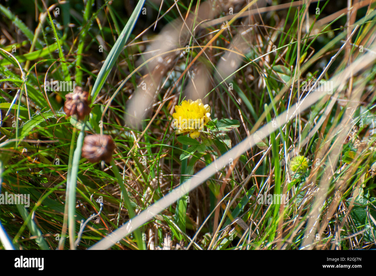 Alpine bears ear hi-res stock photography and images - Alamy