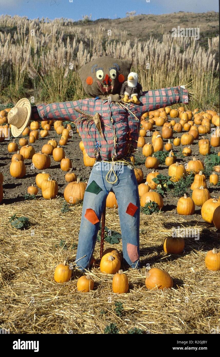 the pumpkin man Stock Photo - Alamy