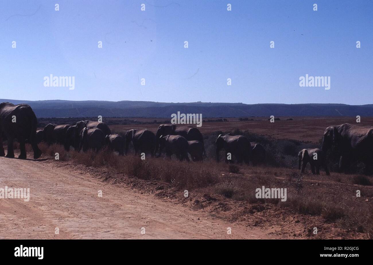 migration of elephants Stock Photo - Alamy