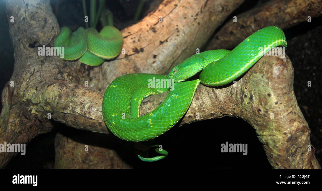 green tree snake Stock Photo - Alamy