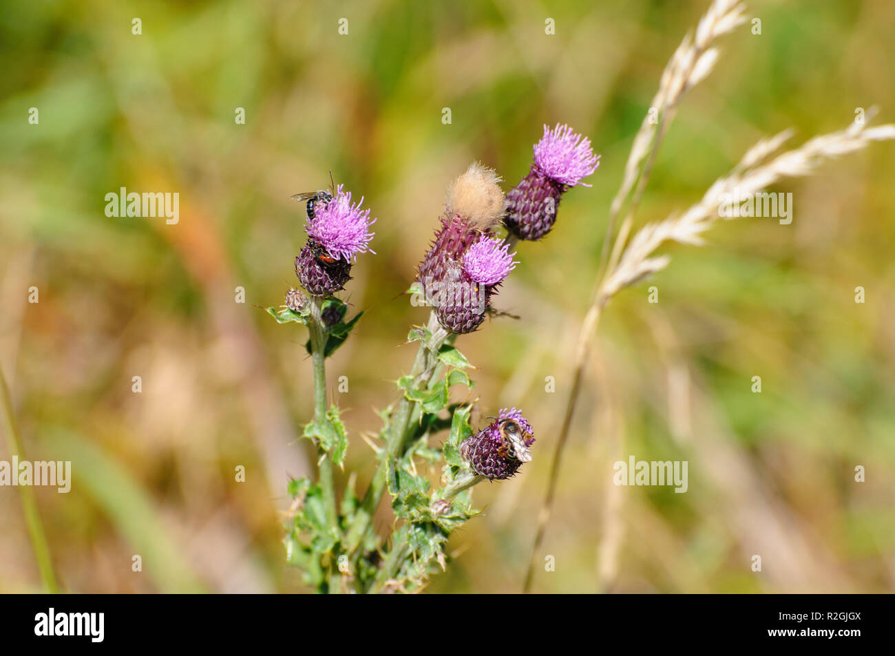 Meadow thistle (Cirsium dissectum) Photographed on Elfer Mountain ...