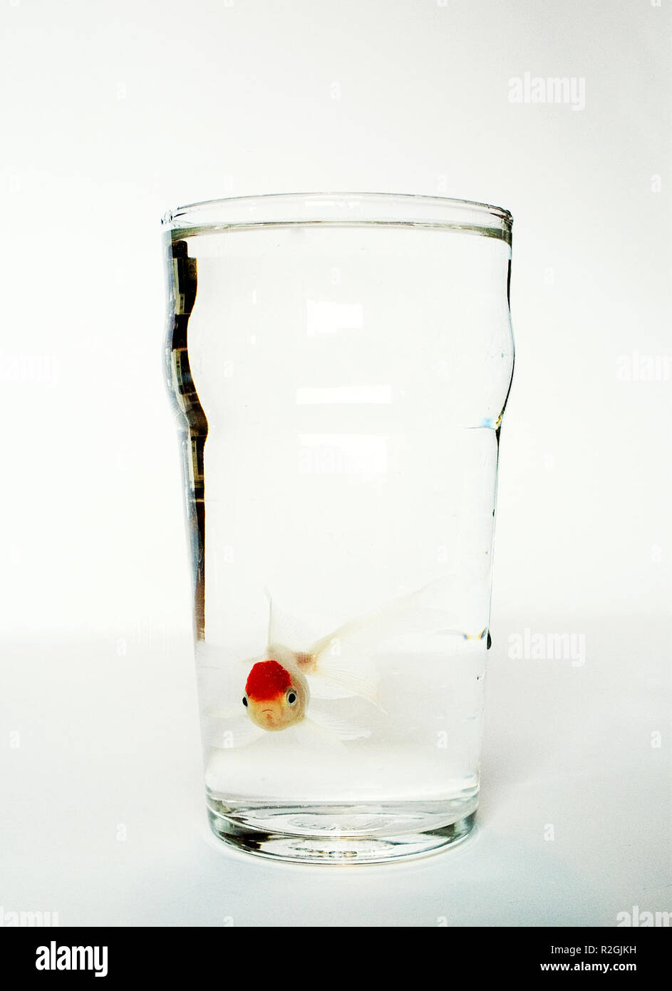 a pint of fish Stock Photo - Alamy