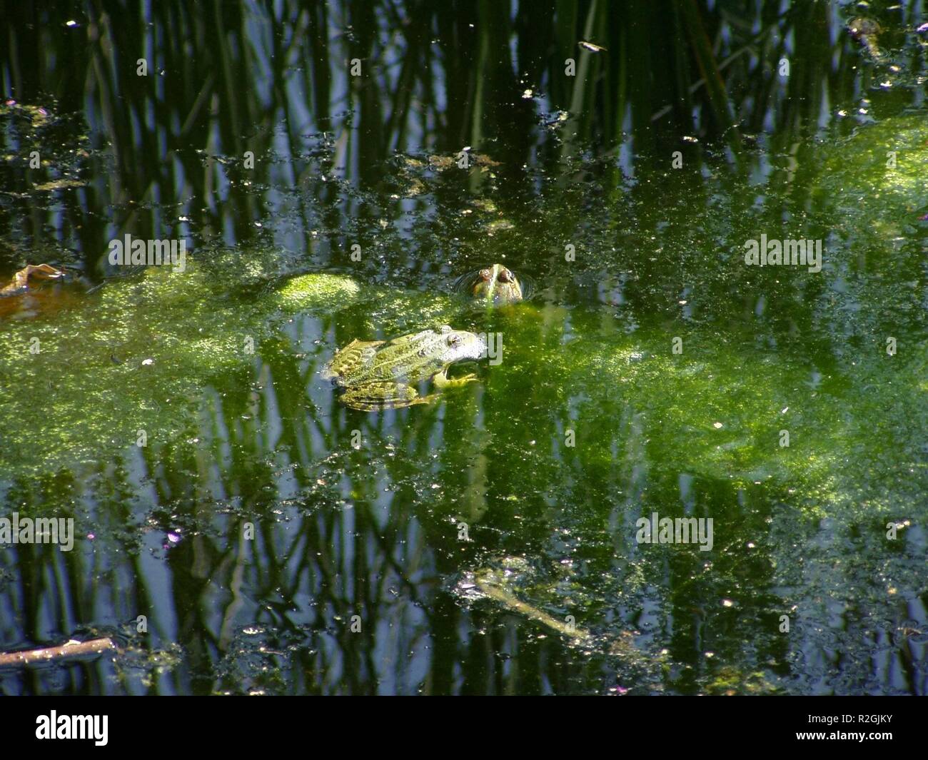 Frogs swimming hi-res stock photography and images - Alamy