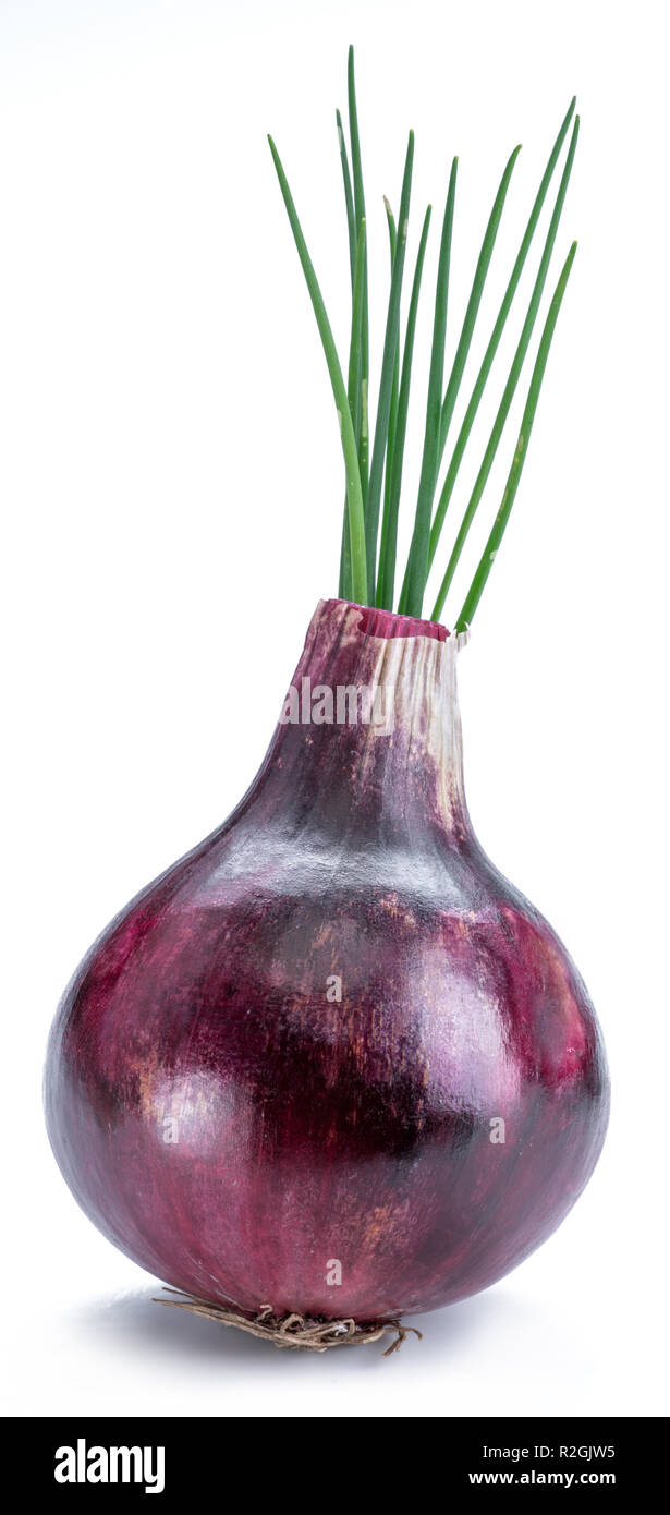 Spring bulb cross section hi-res stock photography and images - Alamy