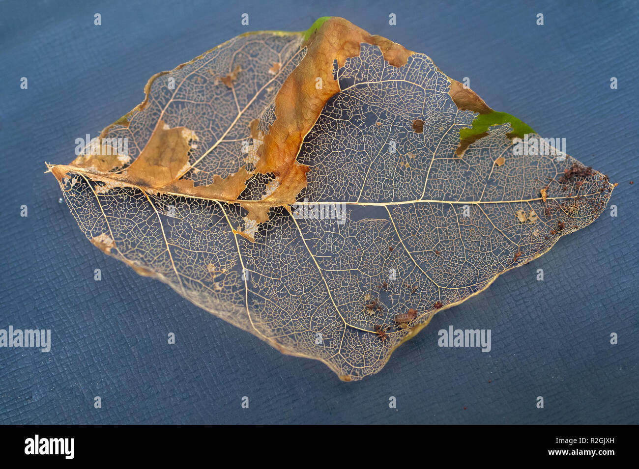 Leaf decay remaining leaf skeleton. The network of veins and vascular ...