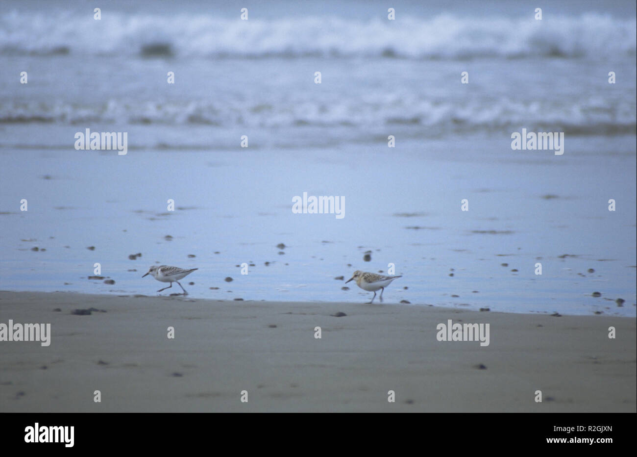 birds on the beach Stock Photo - Alamy