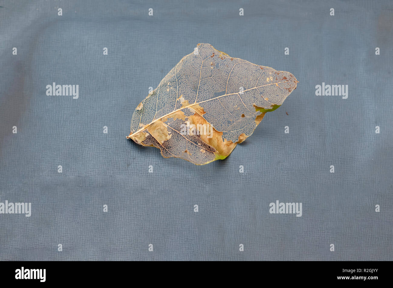 Decomposing Leaf High Resolution Stock Photography and Images - Alamy