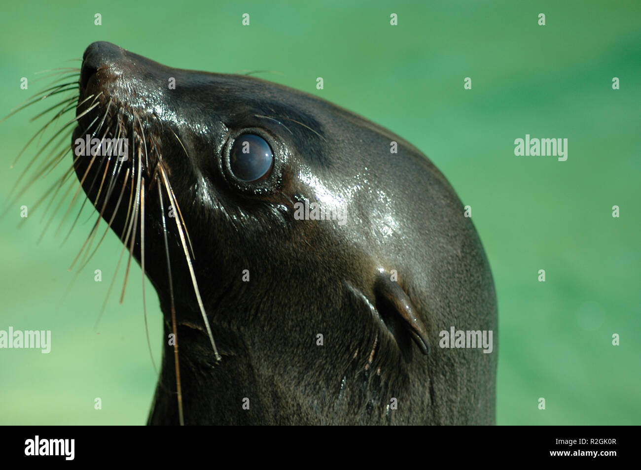 Wheres my fish hi-res stock photography and images - Alamy