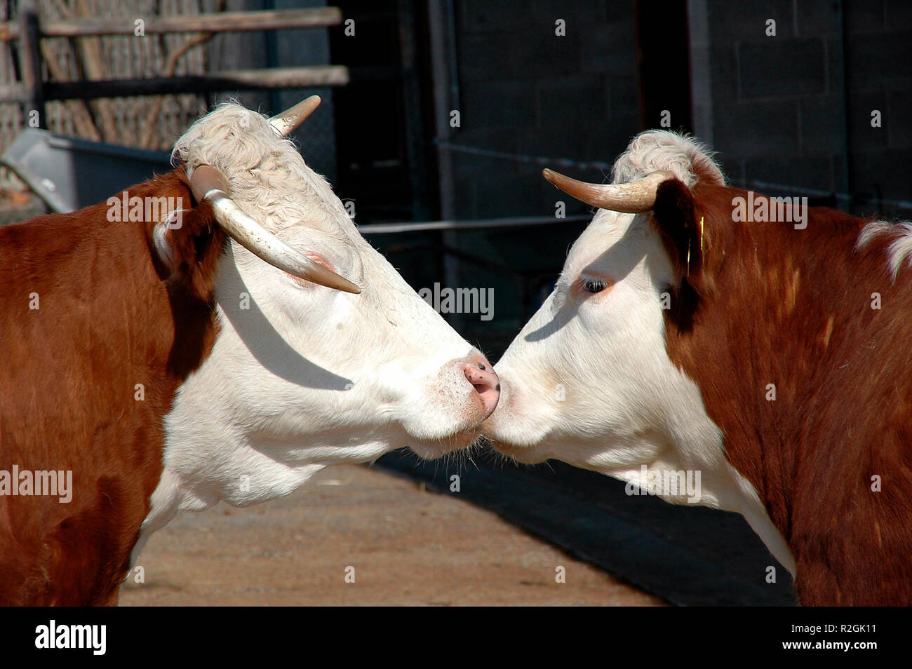 kissing cows Stock Photo - Alamy
