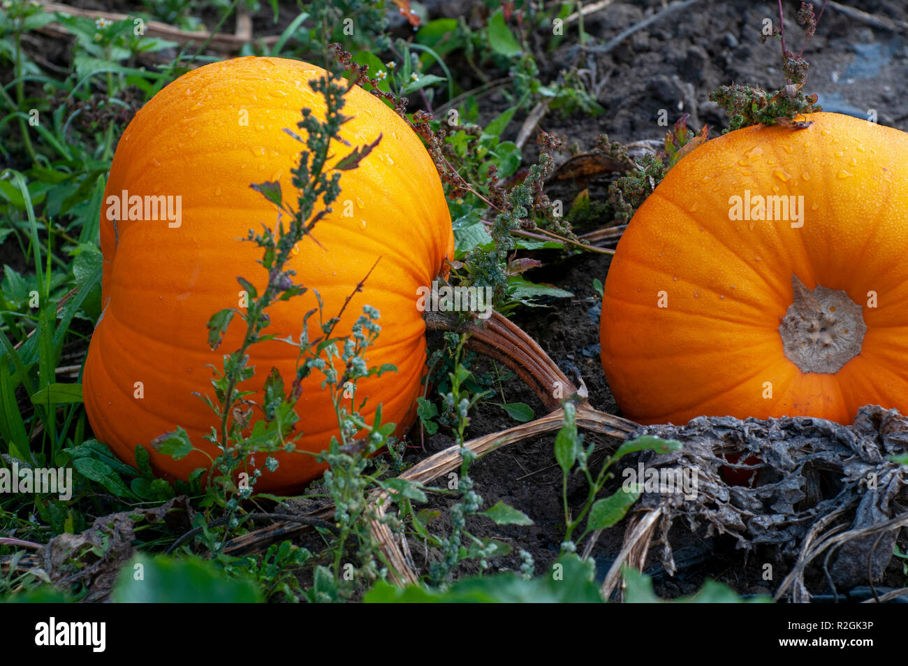 close up of ripe orang pumpkins in Pumpkin field. Pumpkins (Cucurbita ...