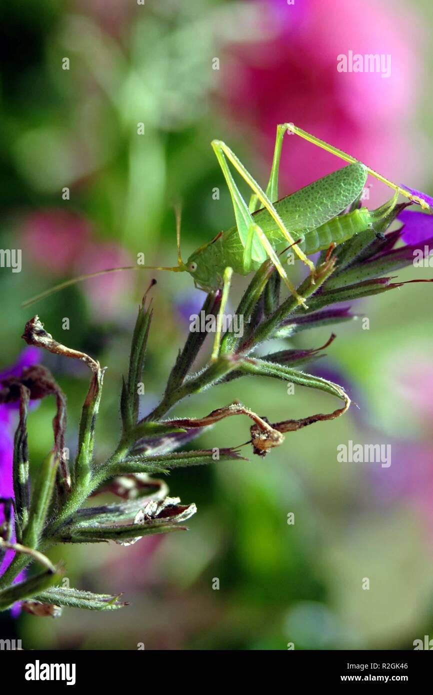 Insects grasshopper hi-res stock photography and images - Alamy