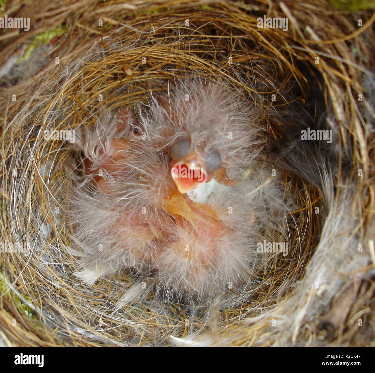 bird chicks - green finch Stock Photo - Alamy