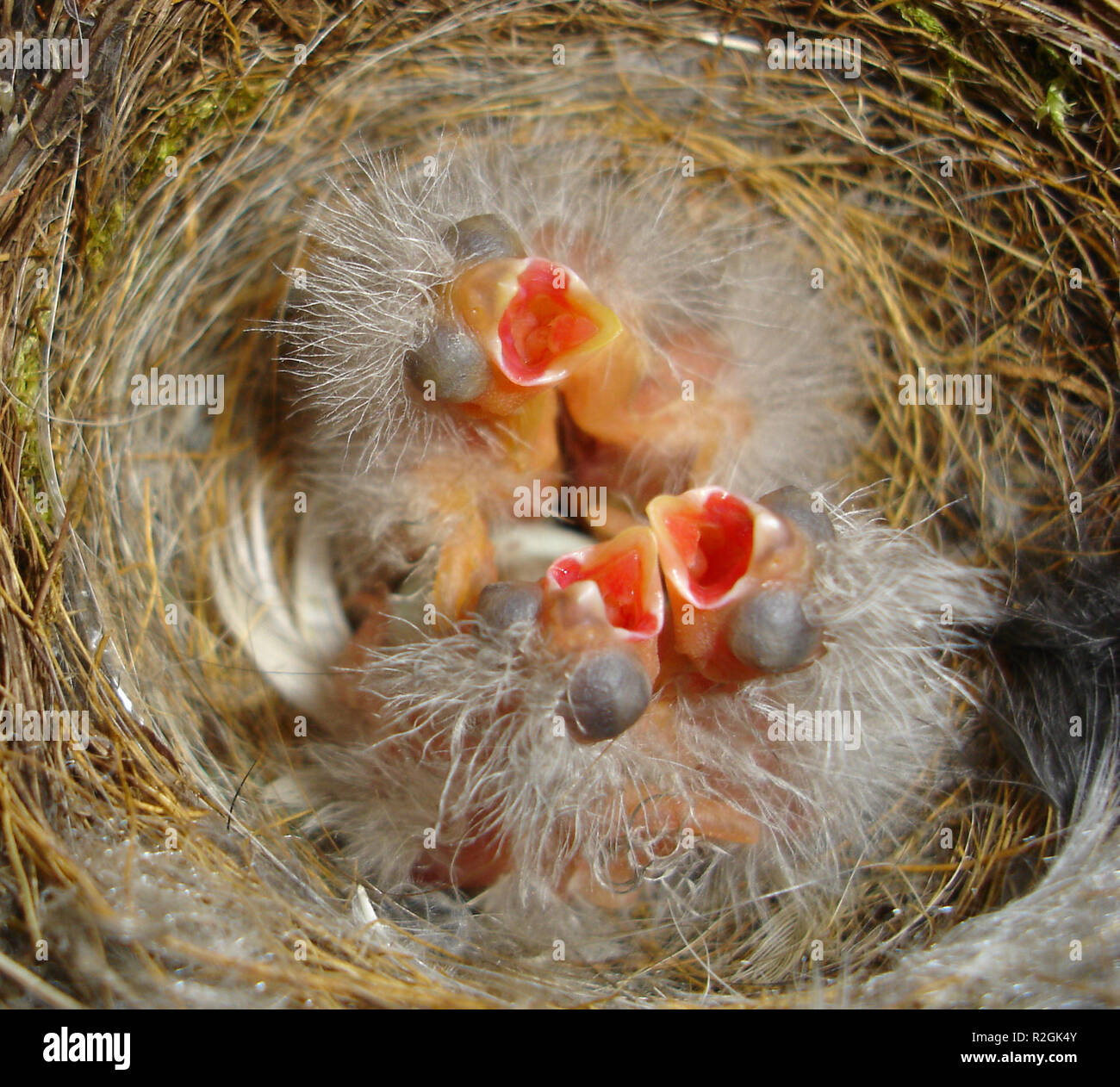 bird chicks - greenfinch Stock Photo - Alamy