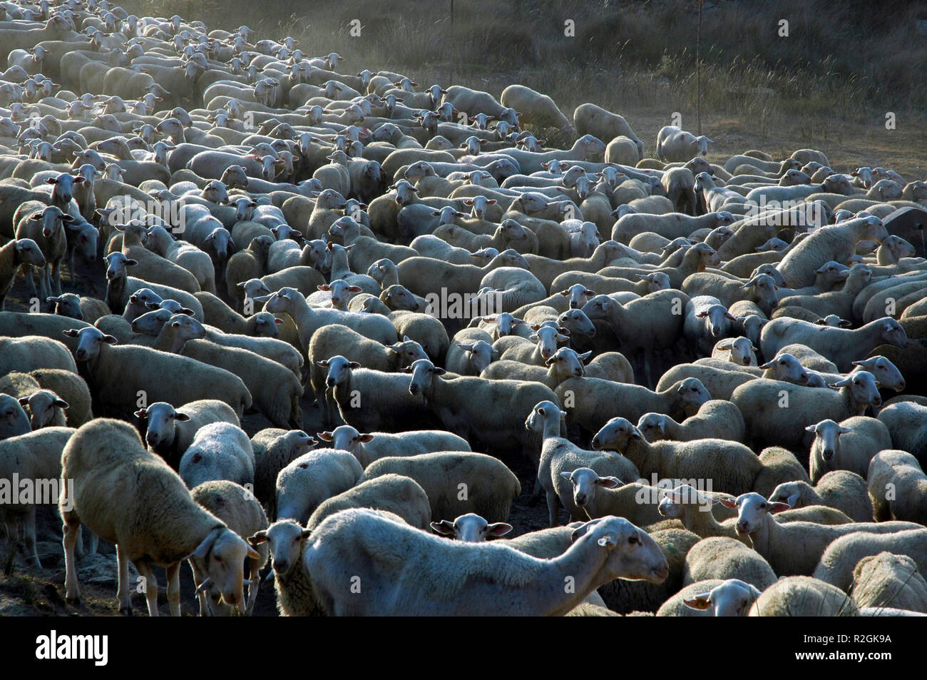 Tierherde hi-res stock photography and images - Alamy