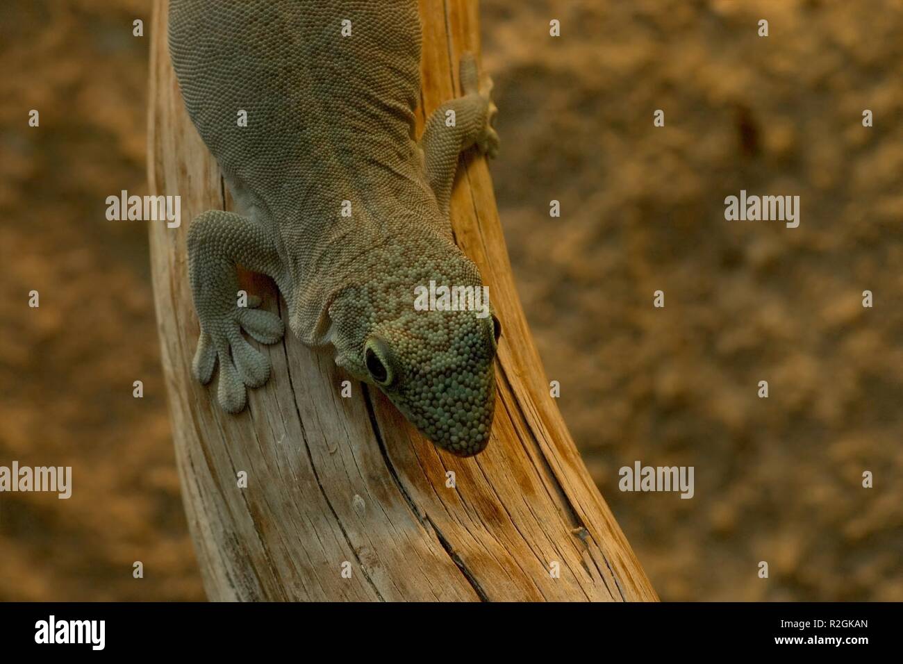 Gecko on branch hi-res stock photography and images - Alamy