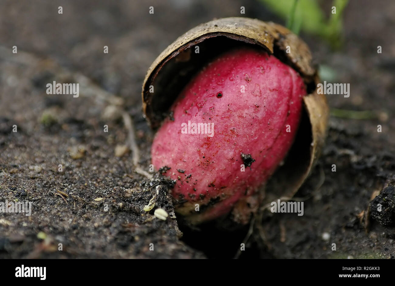 Oak seedling root hi-res stock photography and images - Alamy