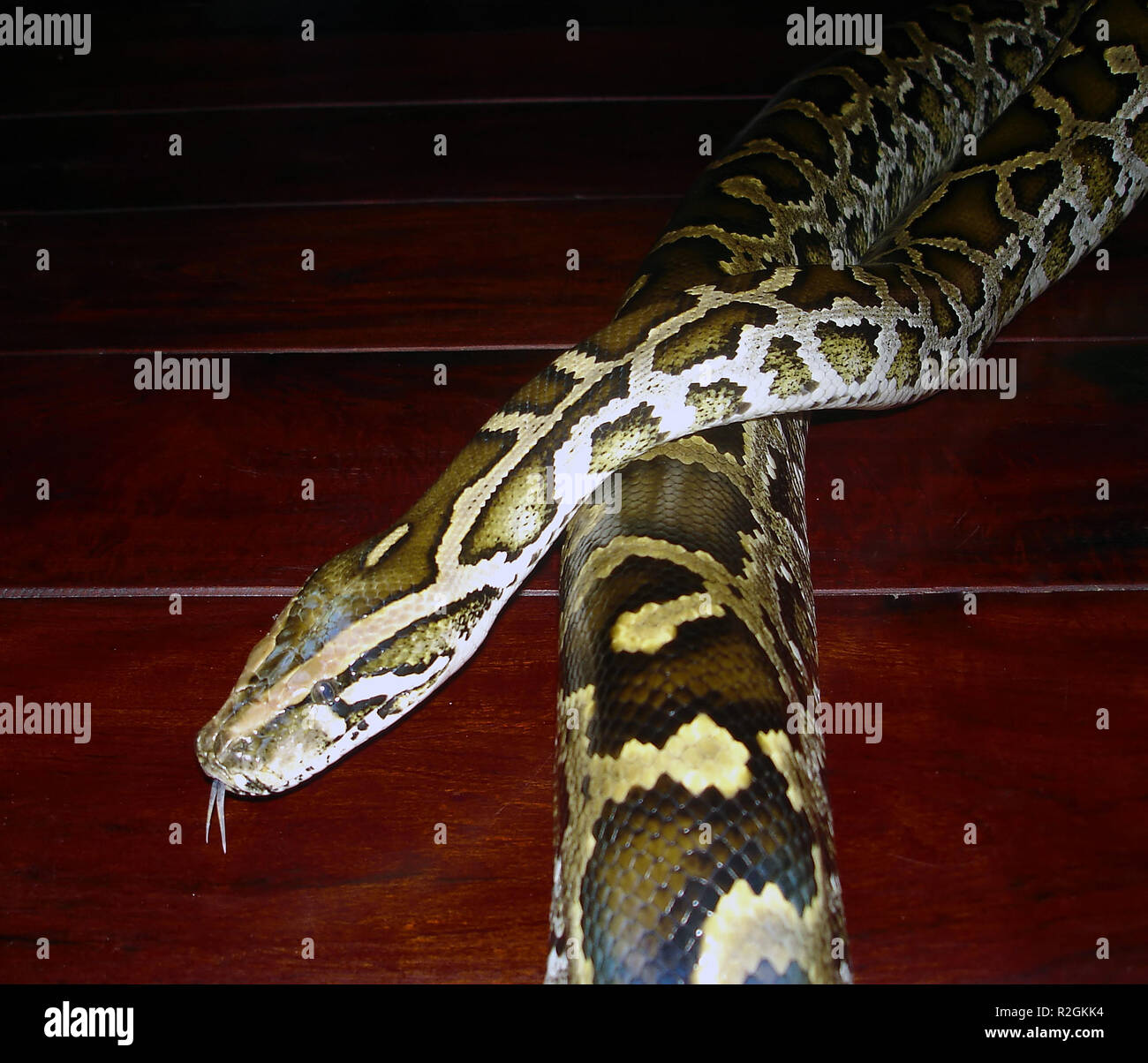 Breed of snake hi-res stock photography and images - Alamy