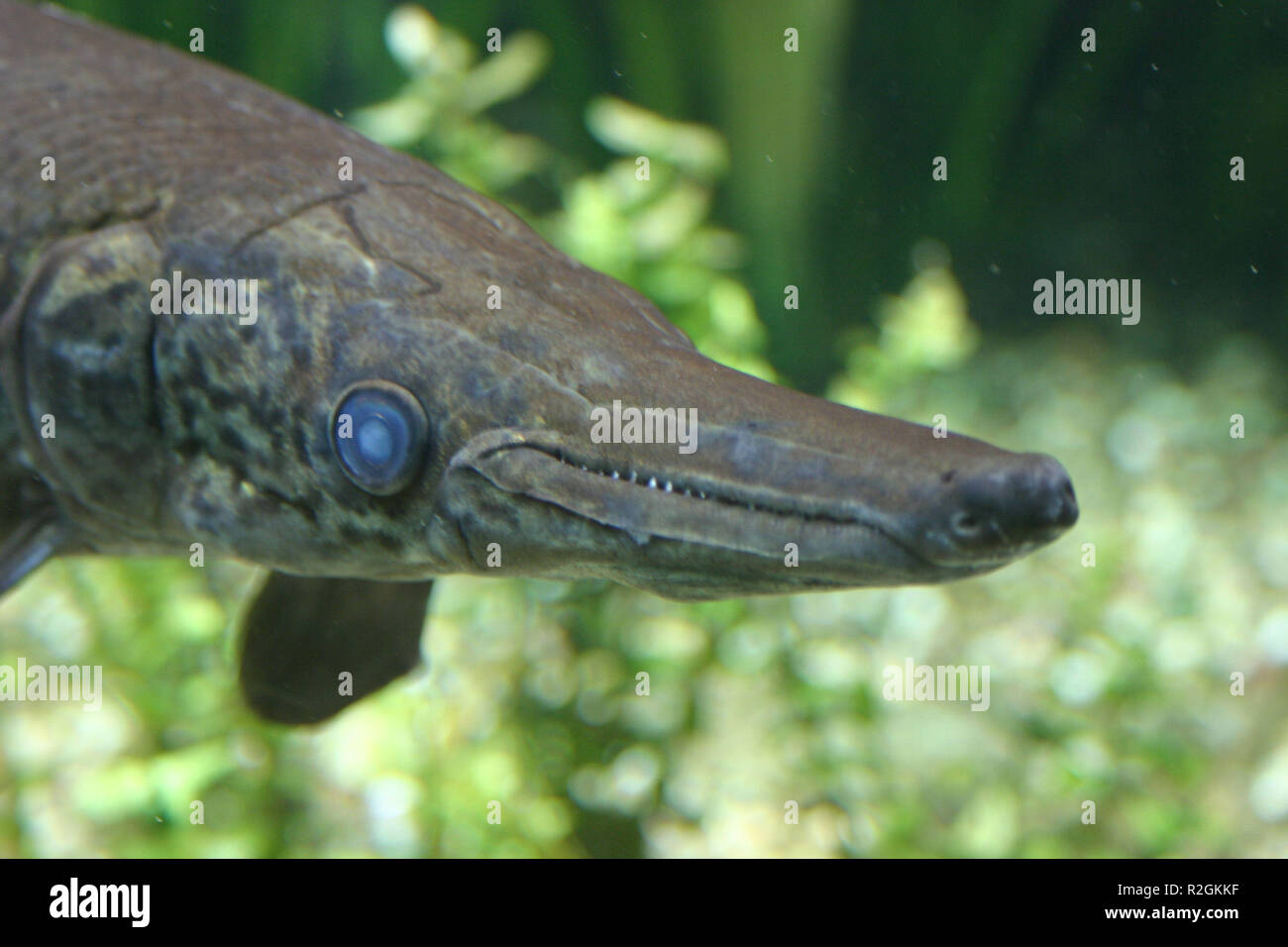 a robber among fish Stock Photo - Alamy