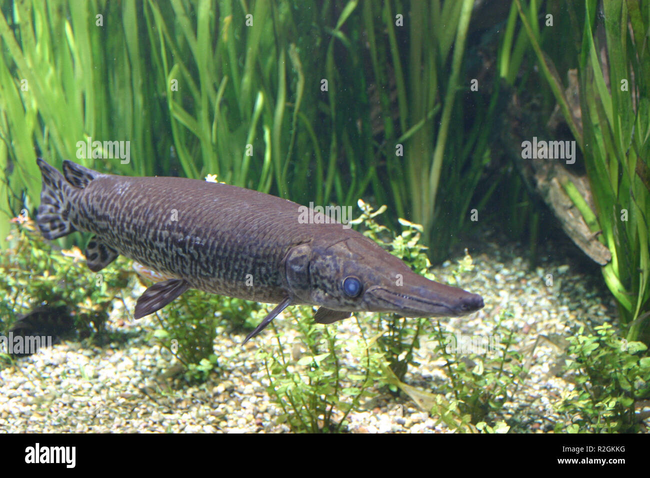 Predator cannibalism fish hi-res stock photography and images - Alamy