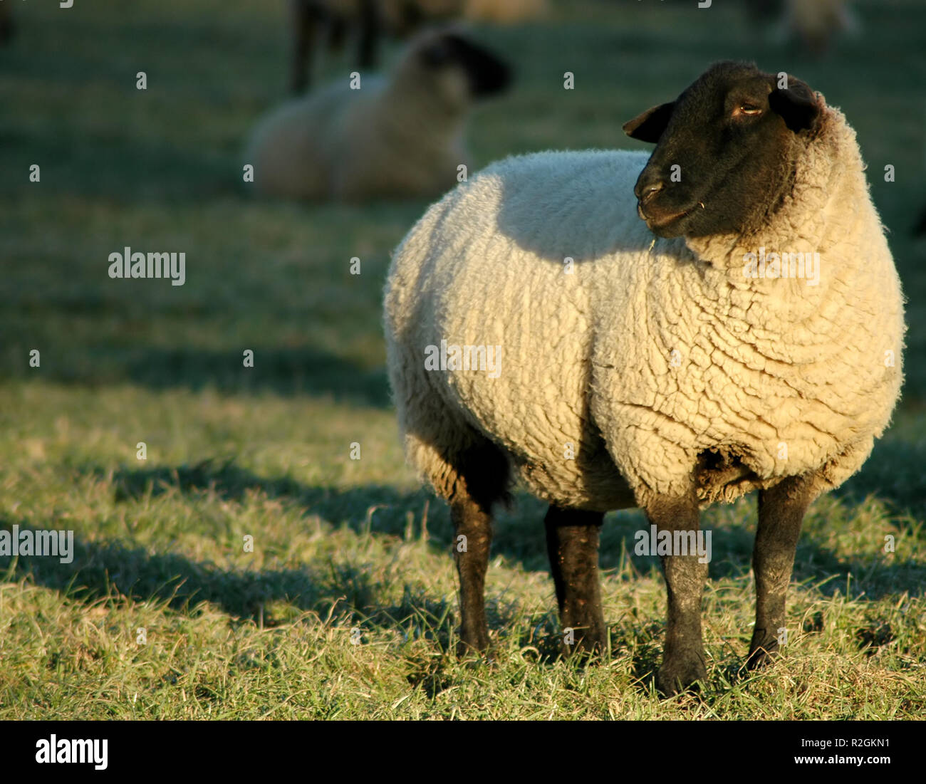 the black sheep Stock Photo - Alamy