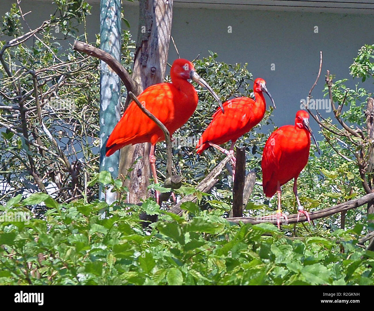 Ibiss hi-res stock photography and images - Alamy