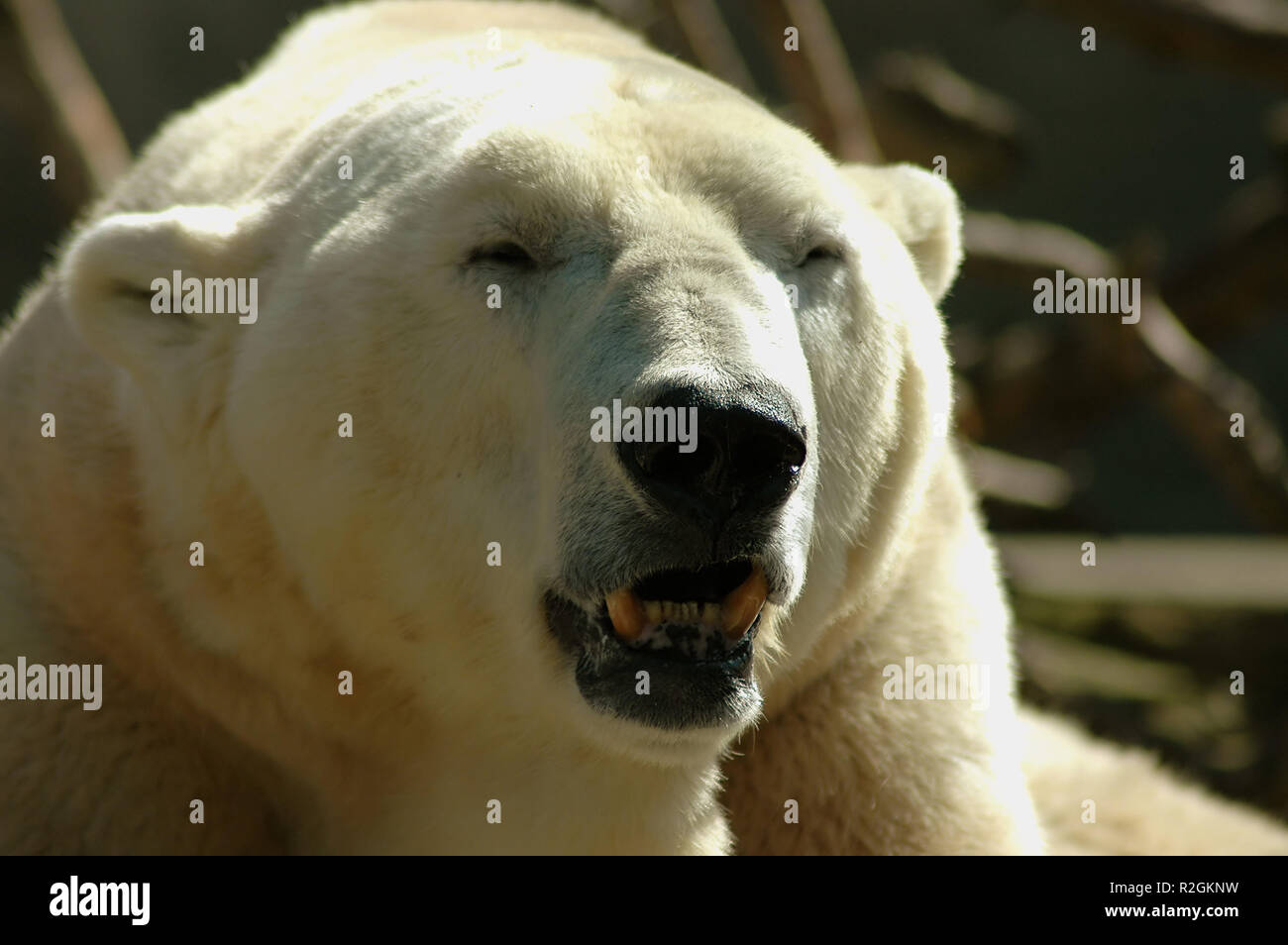 Show teeth hi-res stock photography and images - Alamy