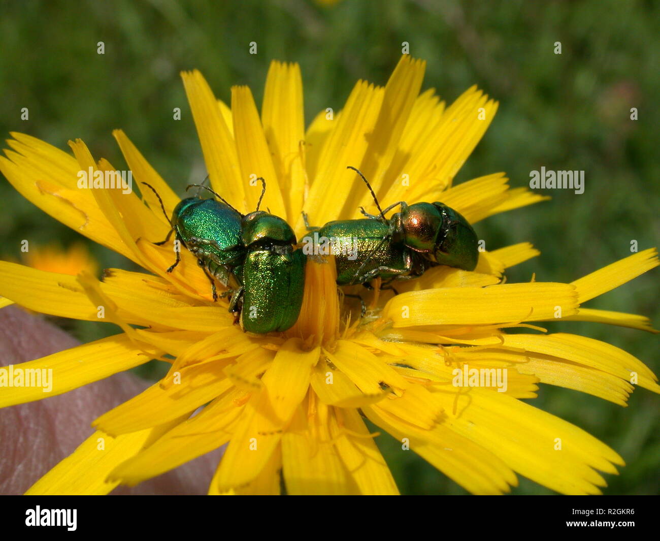 Mating fever hi-res stock photography and images - Alamy