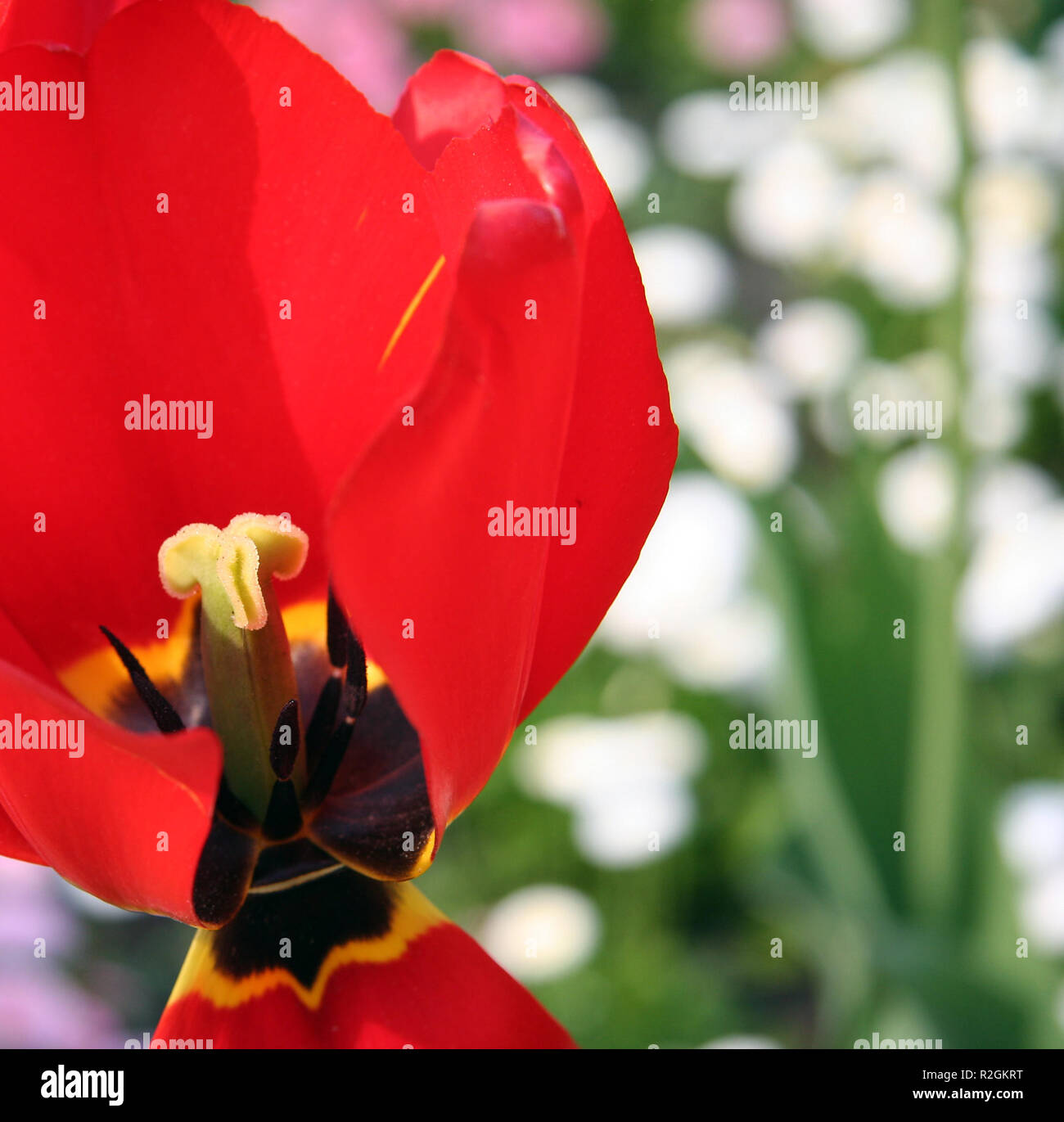 tulip - stamp Stock Photo - Alamy