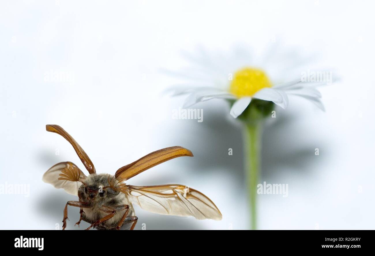 Beetle fly hi-res stock photography and images - Alamy
