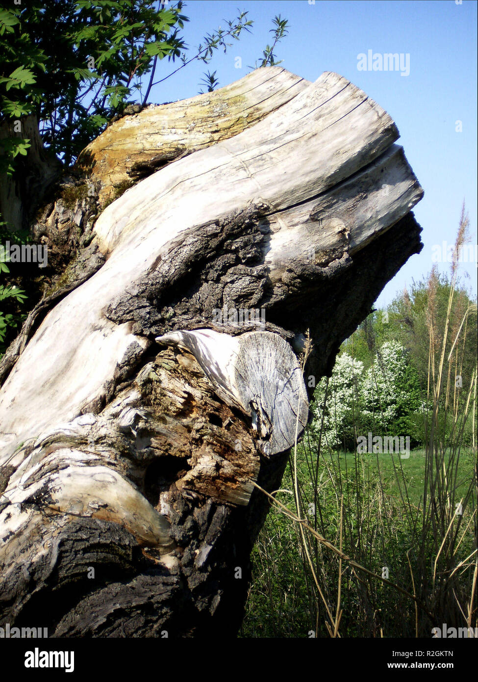 Willow stump hi-res stock photography and images - Alamy
