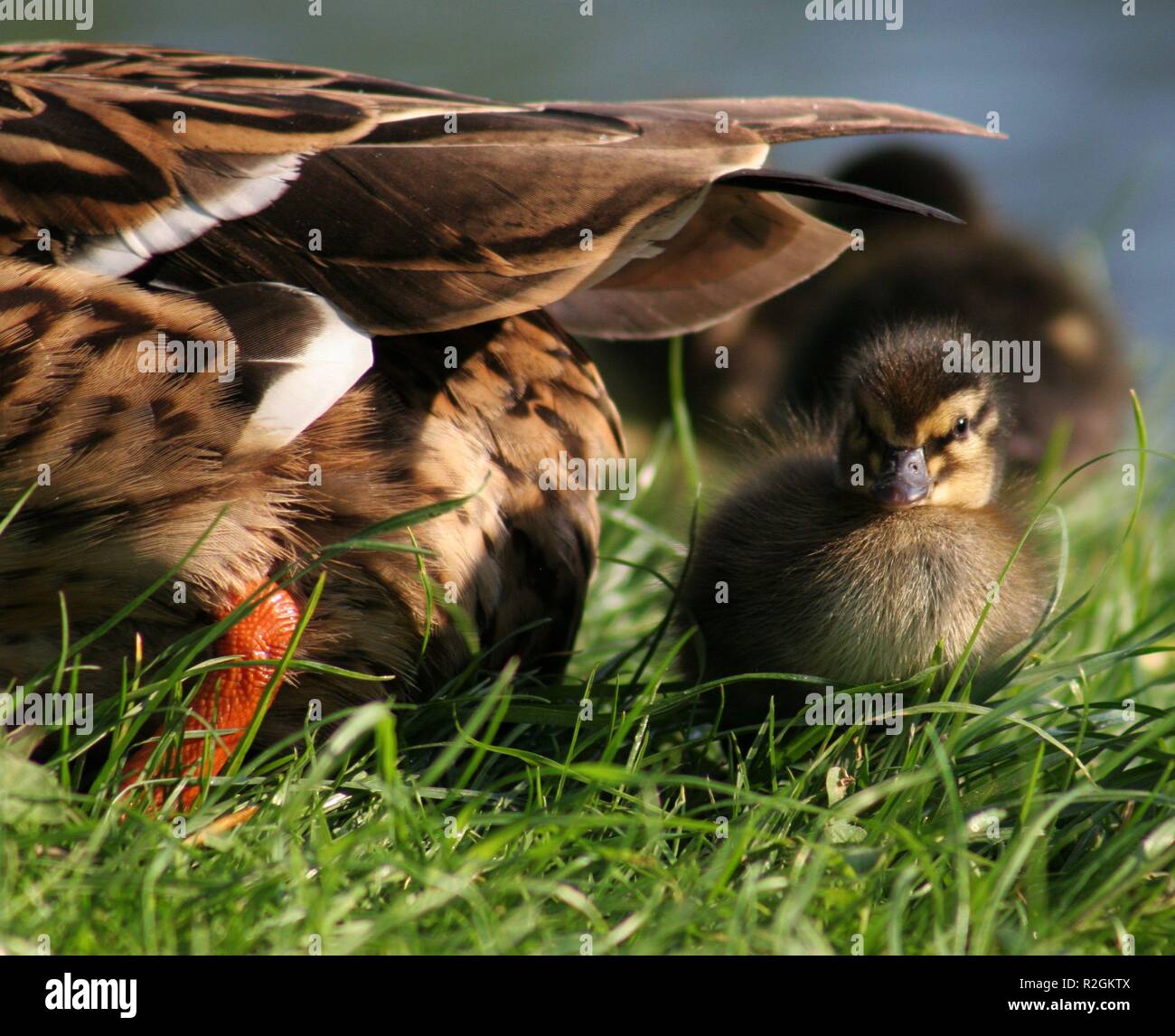 in the slipstream of the mother Stock Photo - Alamy
