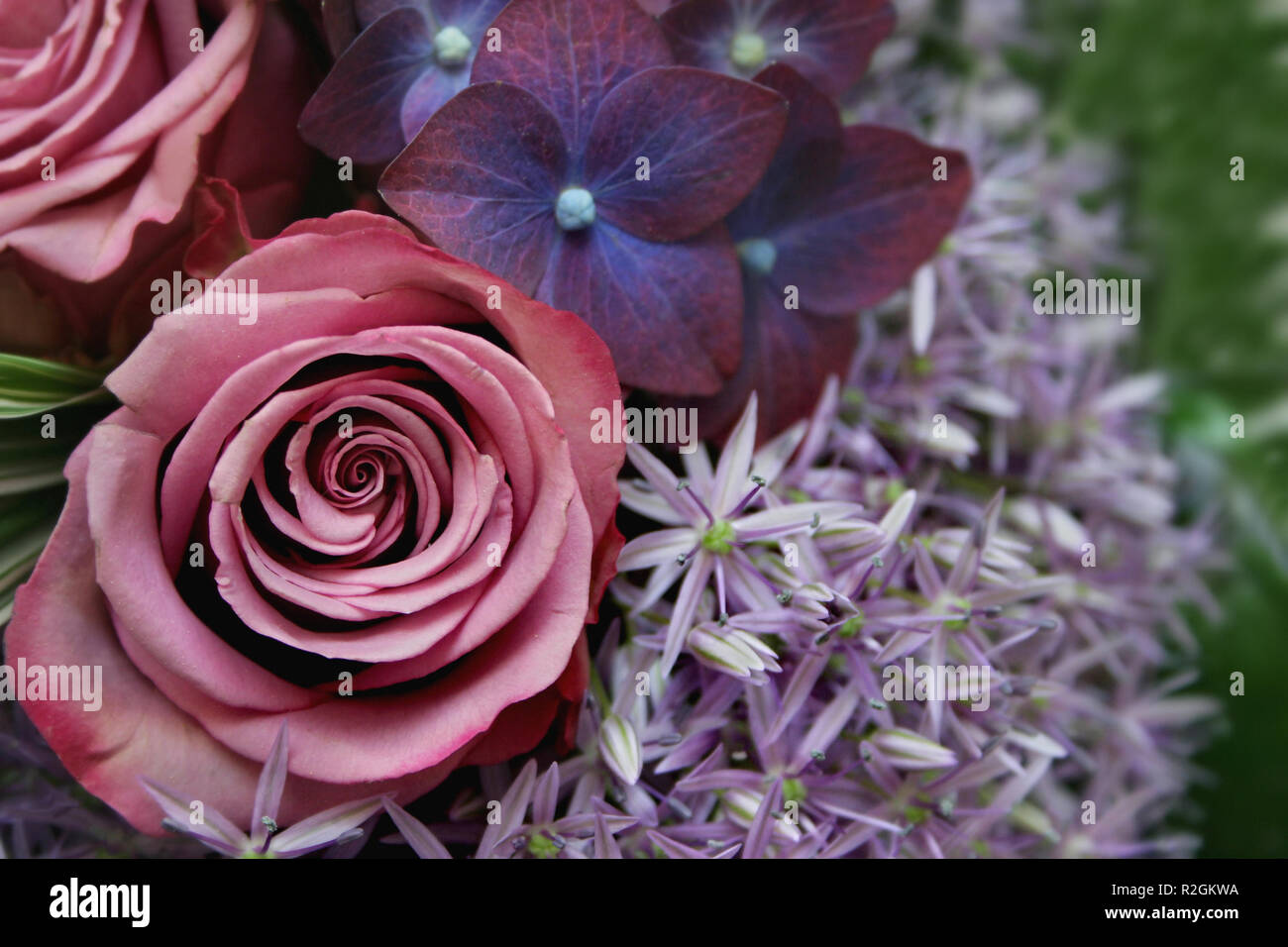 Rose Birth High Resolution Stock Photography and Images - Alamy