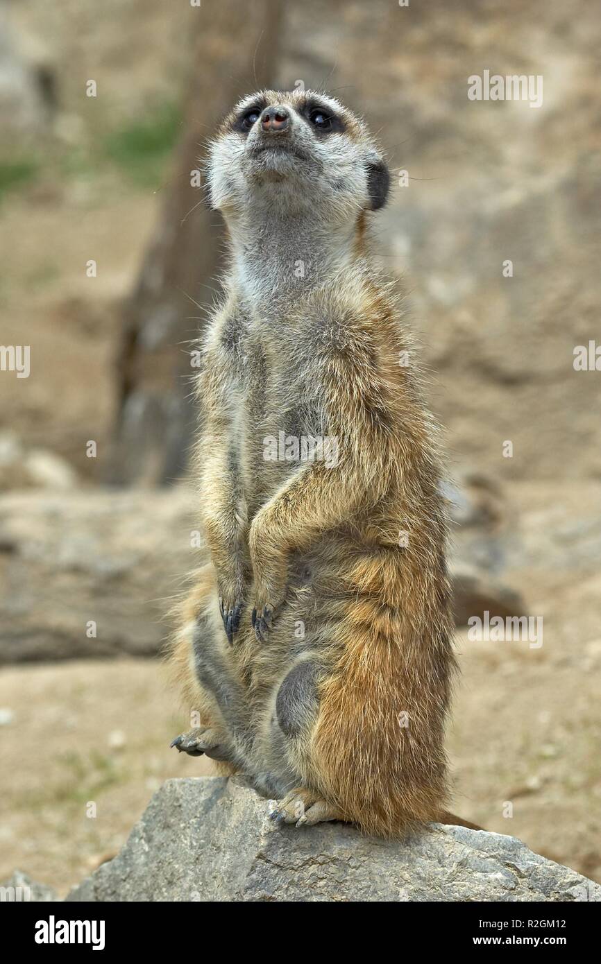 guard slide (2 Stock Photo - Alamy