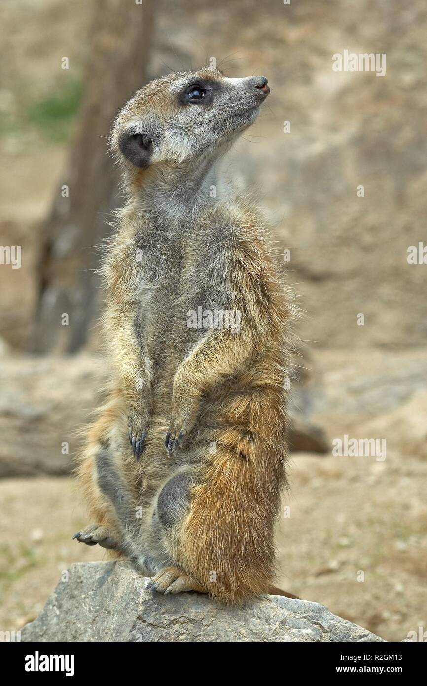 guard slide (3 Stock Photo - Alamy